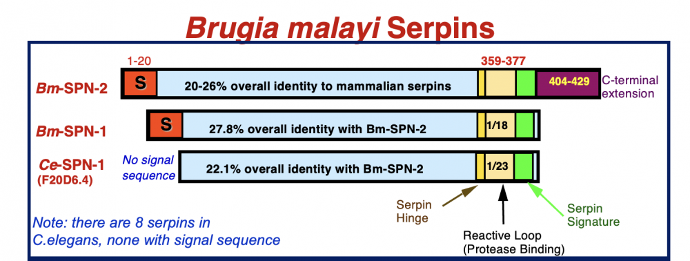 Serpins – Maizels Lab