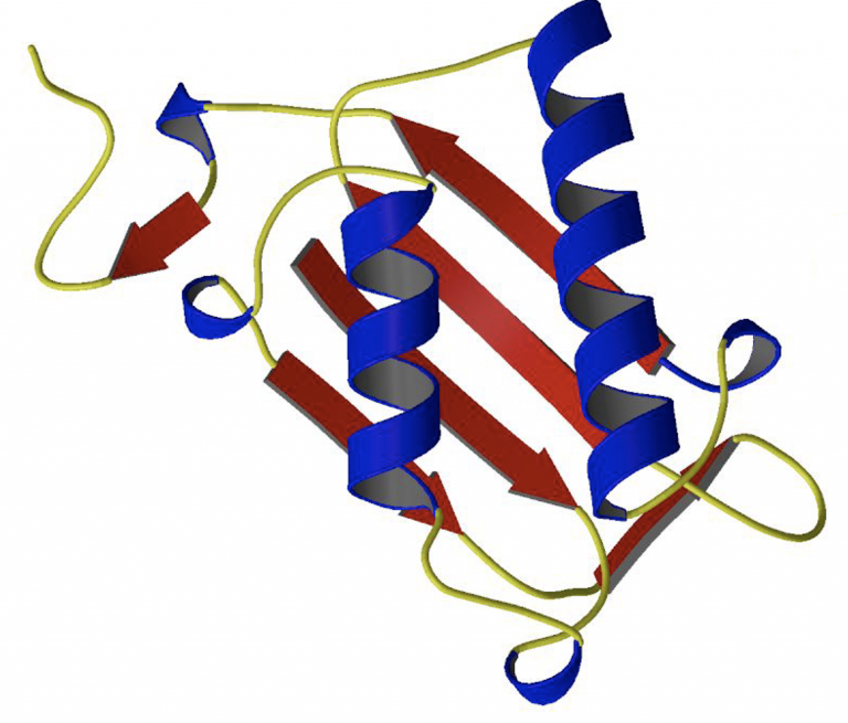 Mif Macrophage Migration Inhibitory Factor Maizels Lab