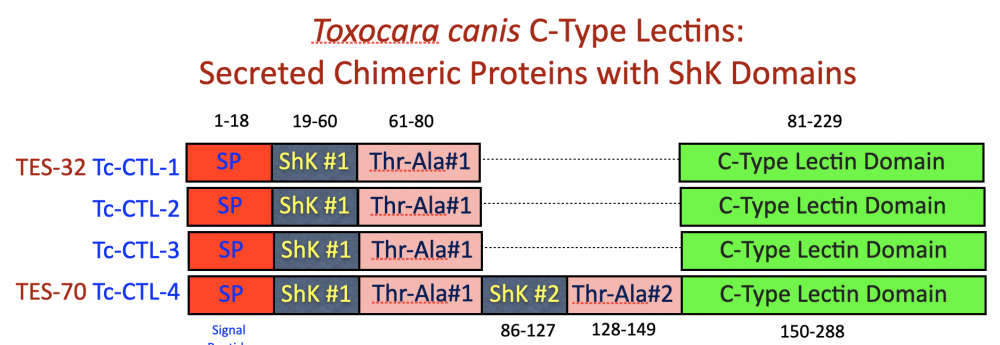 C-Type Lectins – Maizels Lab